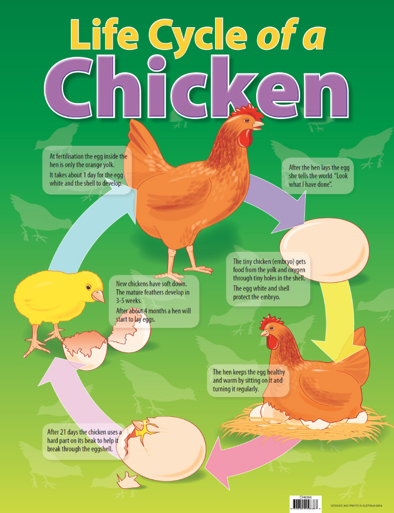 Life Cycle of a Chicken Chart – Educational Art Supplies
